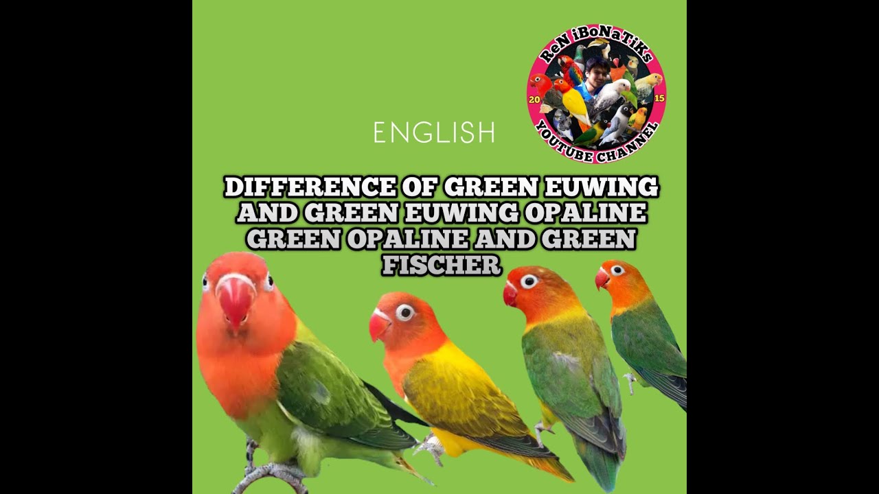 DIFFERENCE OF GREEN EUWING & GREEN EUWING OPALINE , GREEN OPALINE ...
