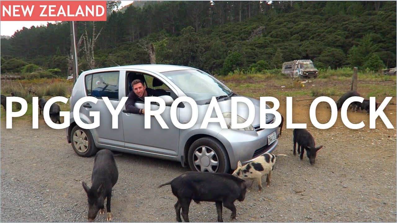 NEW ZEALAND // PIGGY ROADBLOCK - YouTube