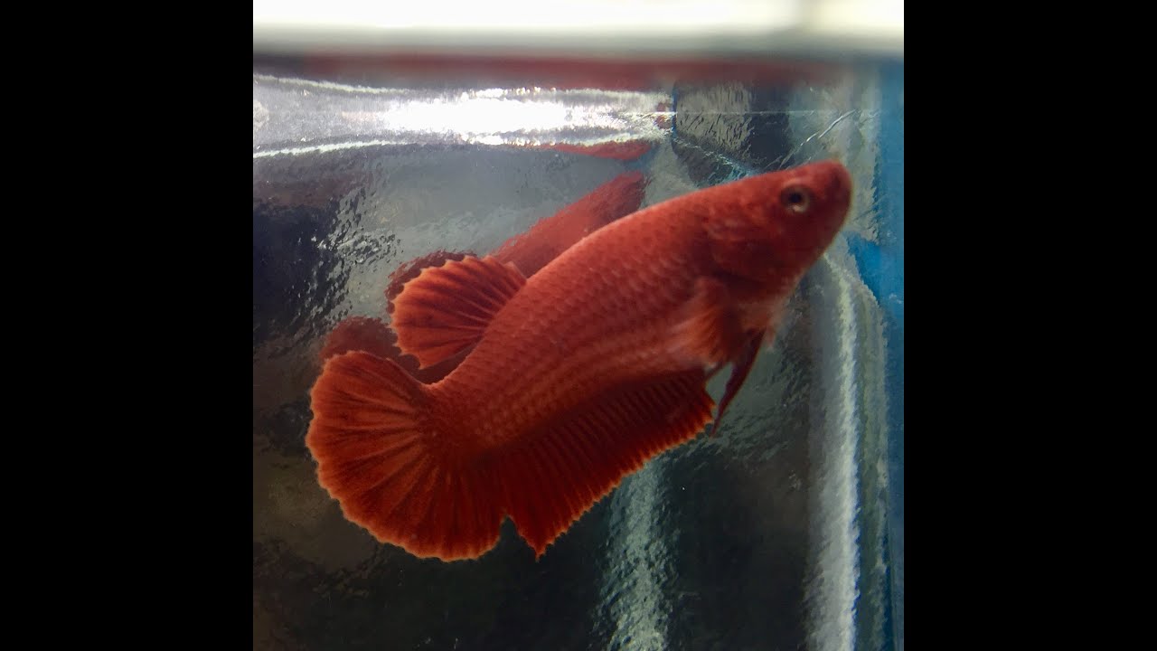 BETTA SUPER RED AND SUPER YELLOW FLARES (Female) - YouTube