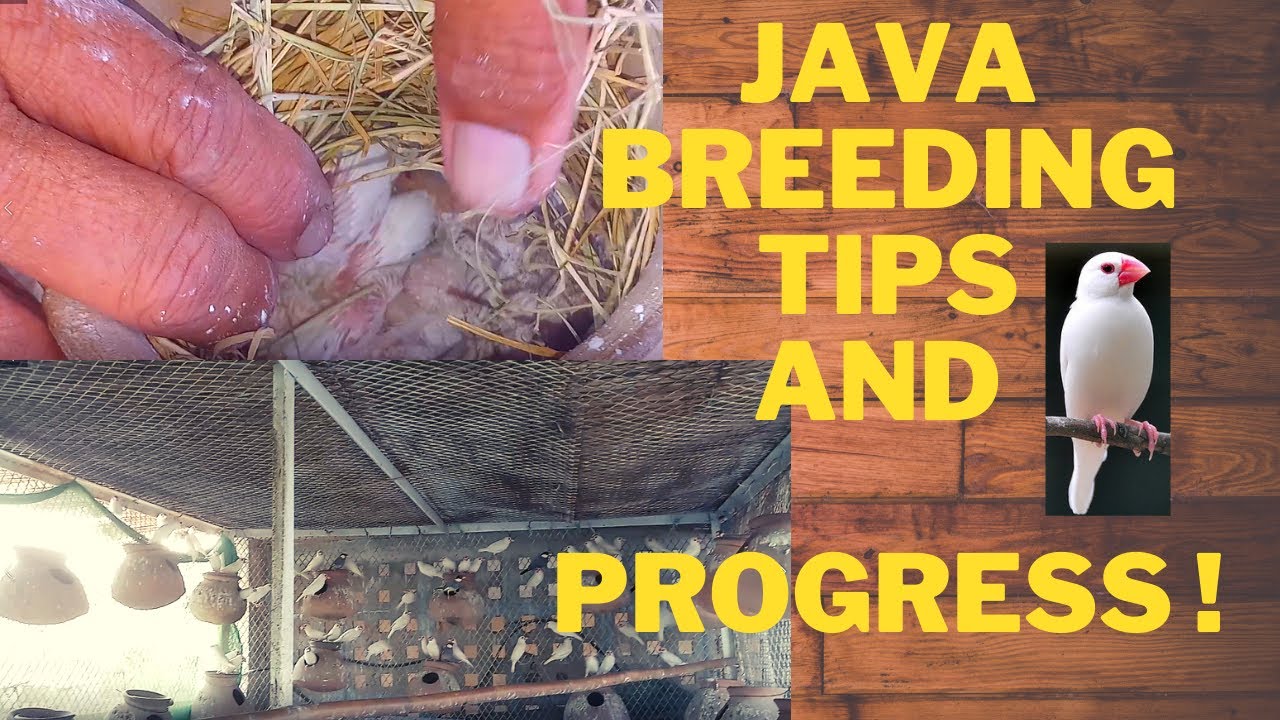 Breeding tips and tricks and progress of my Javas. From my setup. - YouTube