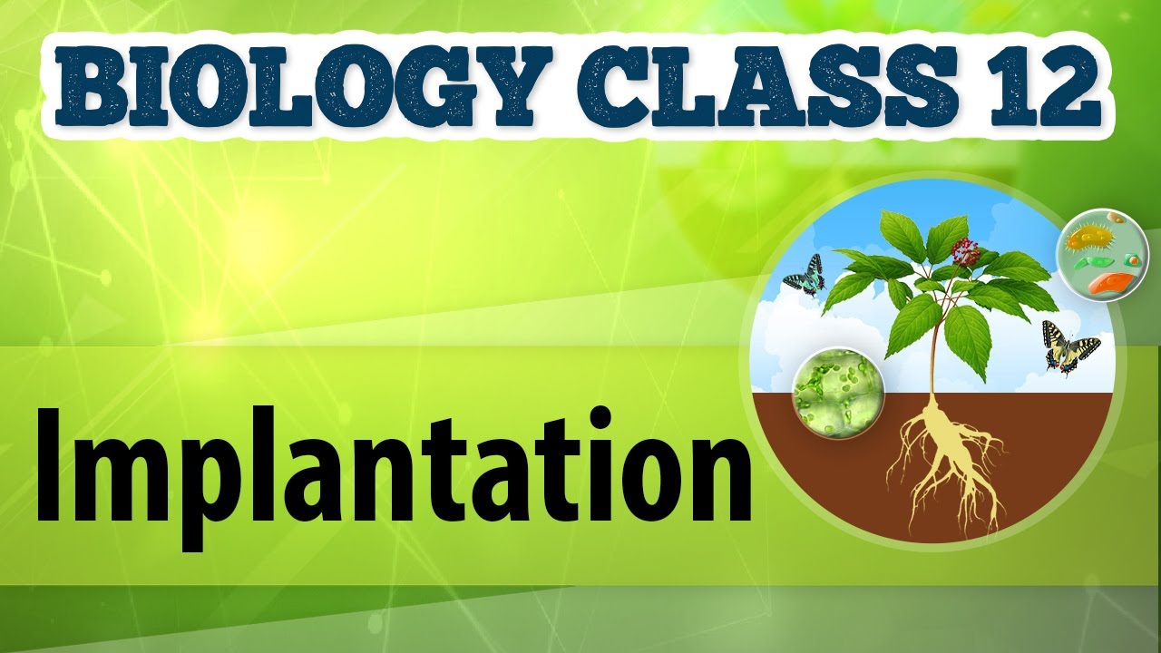 Implantation - Human Reproduction - Biology Class 12 - YouTube