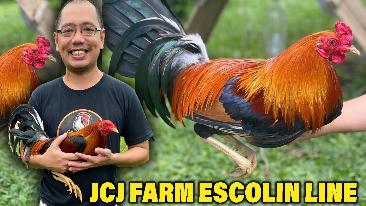 Escolin Line Boston Sweater Gilmore Lemon - JCJ FARM - YouTube