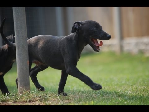 working whippet training pt2 - YouTube