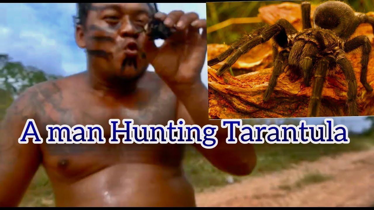 •A man Hunting Tarantulas in The Forest Then Eating: - YouTube