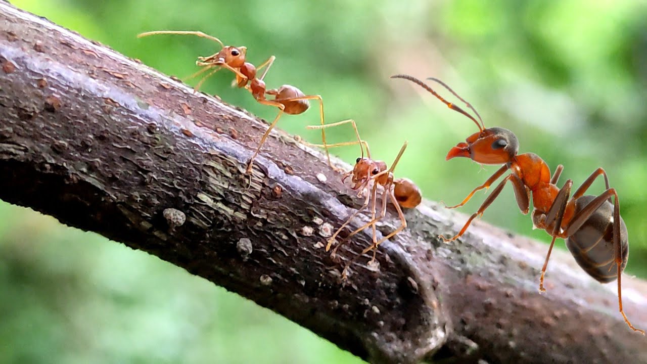 Amazing..!! begini aktivitas semut rangrang di siang hari - YouTube