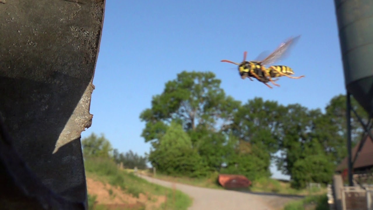 Paper wasps in flight. Feldwespen im Flug - YouTube