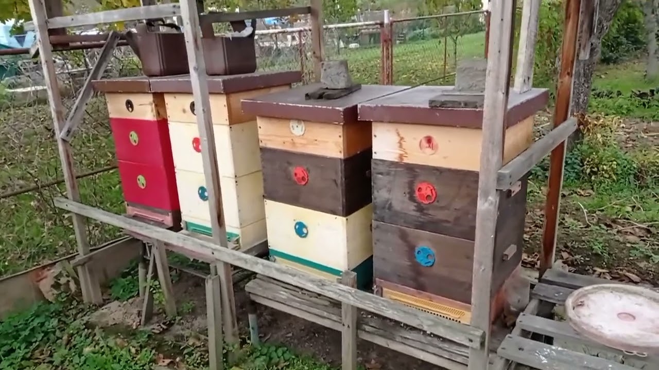 Kdy budu FUMIGOVAT? Kdy začnu léčit včely VARIDOLEM? Kdy je správná ...