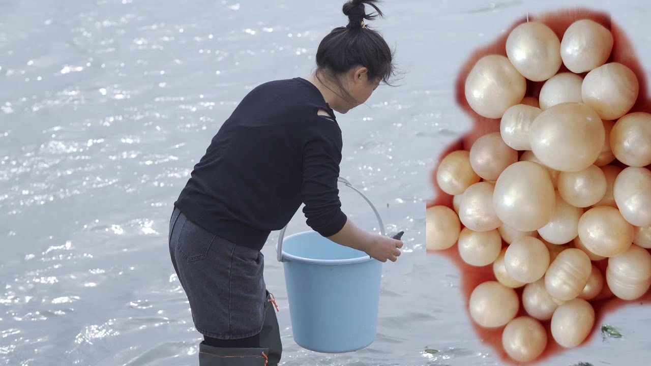 Wild pearl oysters are filled with large white pearls, which are ...