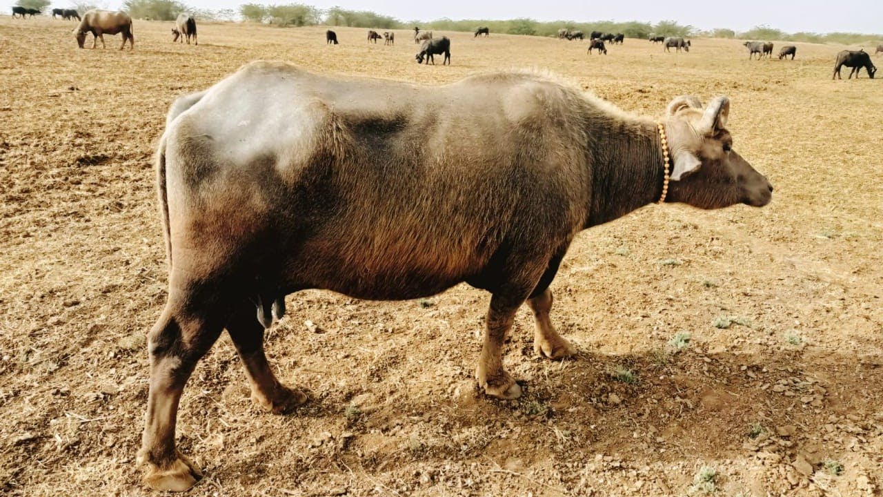 banni buffalo. for sell.ranabhai aahir. 9016178263 - YouTube