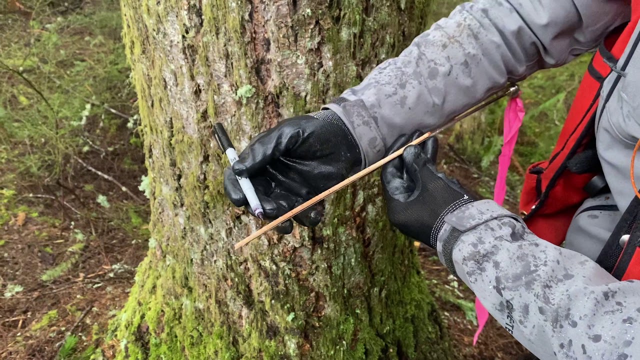 Determining Tree Age from a Core Sample - YouTube