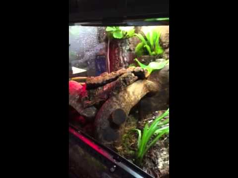 Brazilian rainbow boa live plant terrarium enclosure - YouTube