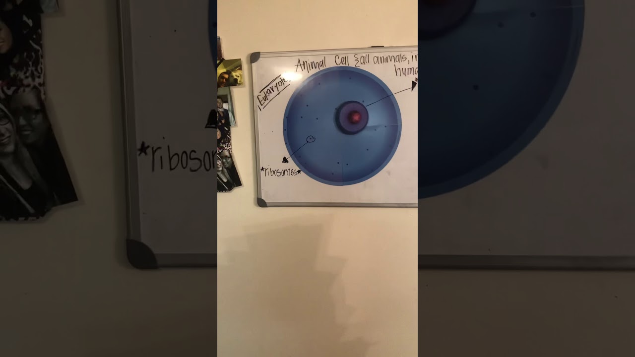 6th Grade Cells Unit: Animal Cells Organelles Part Two - YouTube