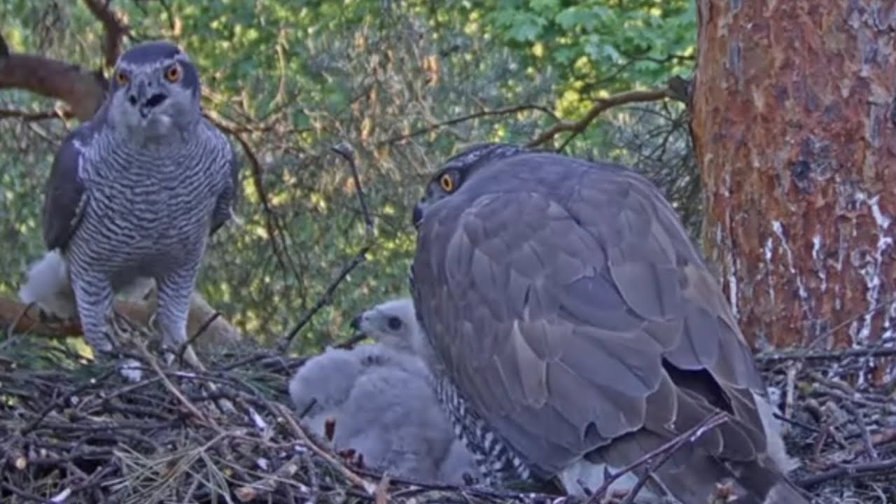 Vistu vanags (Hen hawk) | Hawk Mom follows Dad and brings breakfast ...