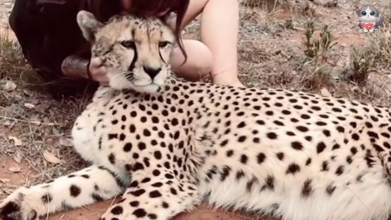 A Journey of Love and Letting Go: Helping an Orphaned Cheetah Cub from ...