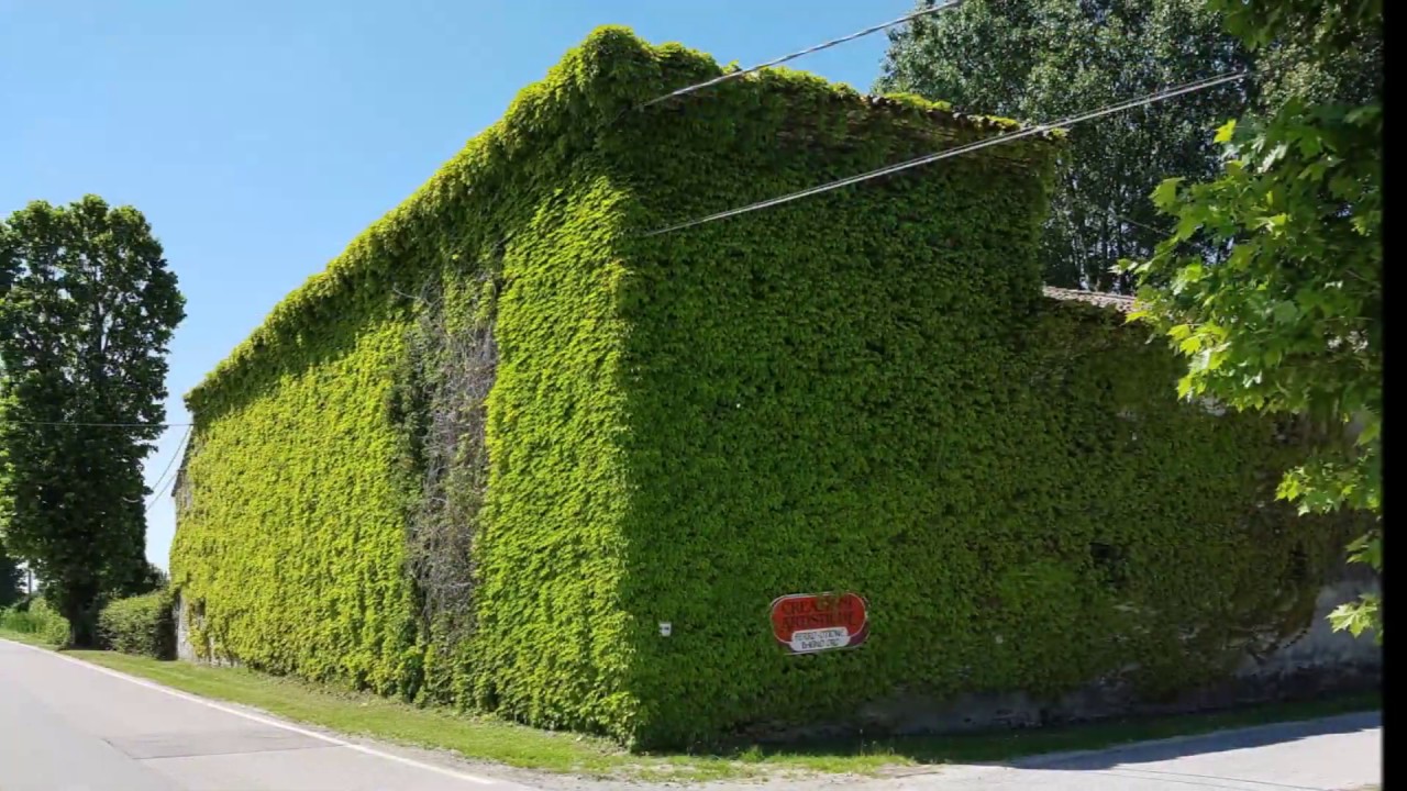 Scendendo lungo il fiume Vallio da Breda di Piave a Meolo a fine Giugno ...