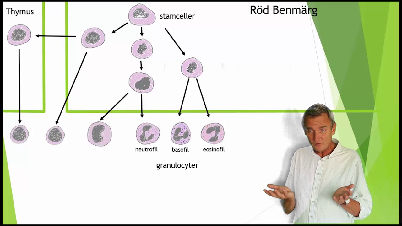 Immunförsvaret 2 (7) leukocyter - YouTube