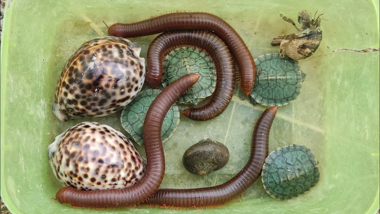 Menemukan Bekicot Pelangi, Kerang Laut,Kerang, Kelomang,kaki Seribu ...