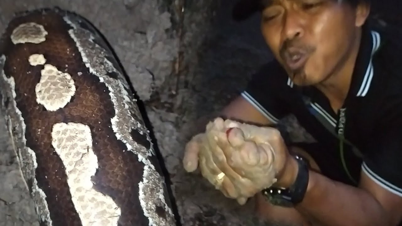 JARI TANGAN MELAYANG AKIBAT SERANGAN MONSTER ULAR PYTHON BESAR SAAT HUJAN BADAI TURUN | SNAKE ...