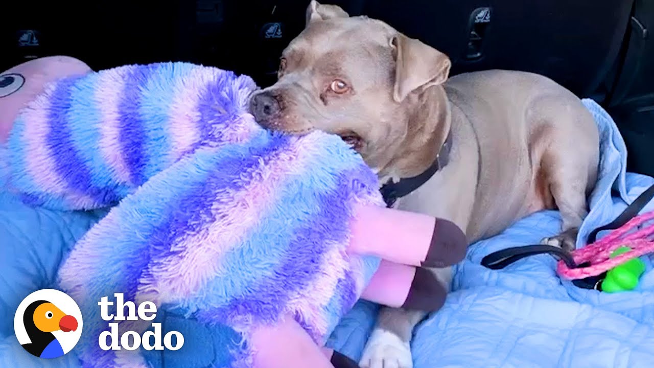 Senior Bully Always Takes Her Big Stuffed Toys On Walks | The Dodo ...