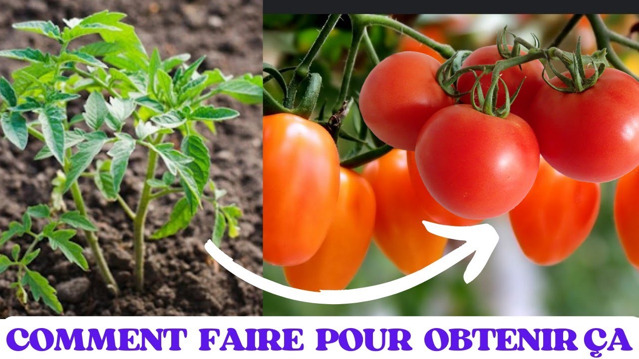 Comment repiquer efficacement la tomate ( technique pratique) - YouTube