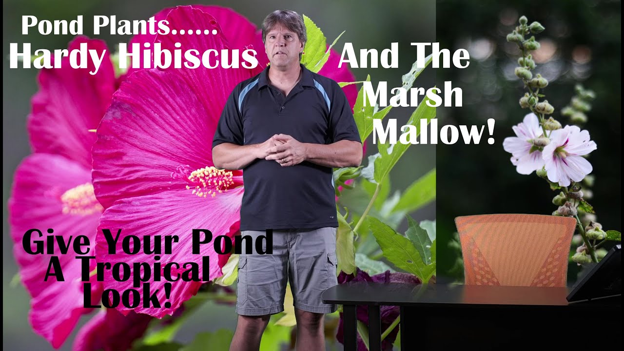 Aquatic Pond Plants: Marsh Mallow and Hardy Hibiscus - YouTube