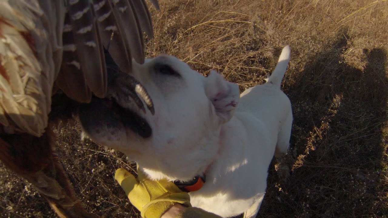 2019 Pheasant Flush-Gauge gets his own bird for the day ... - YouTube