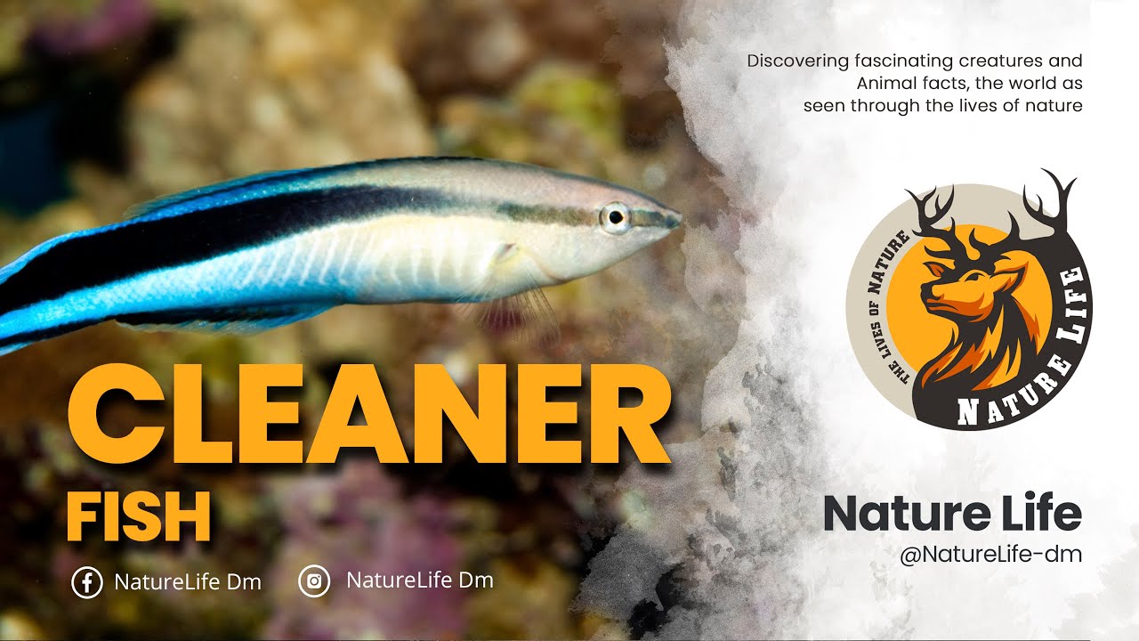 Cleaner Fish | The Doctor Fish: A Comprehensive Guide to their Behavior ...