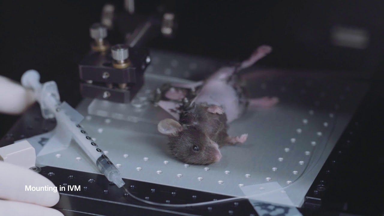 Dorsal skinfold Surgery for IntraVital Microscopy - YouTube