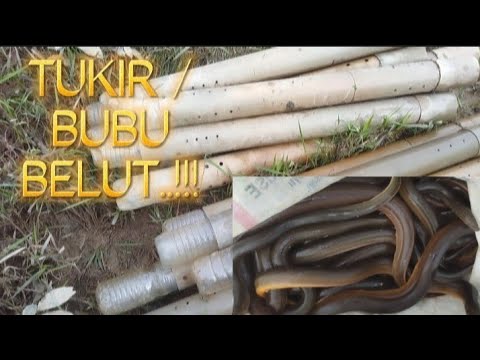 TUKIR / BUBU BELUT SELEPAS BANJIR part #1..// tukir belut - YouTube