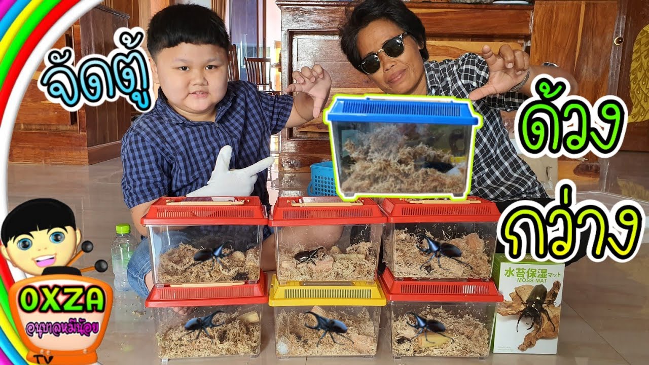 จัดตู้ด้วงกว่าง #ด้วงกว่างชน #เลี้ยงด้วงกว่าง | Oxza อนุบาลหมีน้อย ...