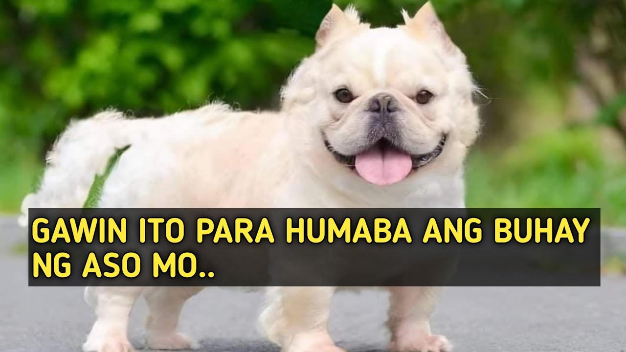 PAANO HUMABA ANG BUHAY NG ASO,GAWIN LANG ITO..2024 - YouTube