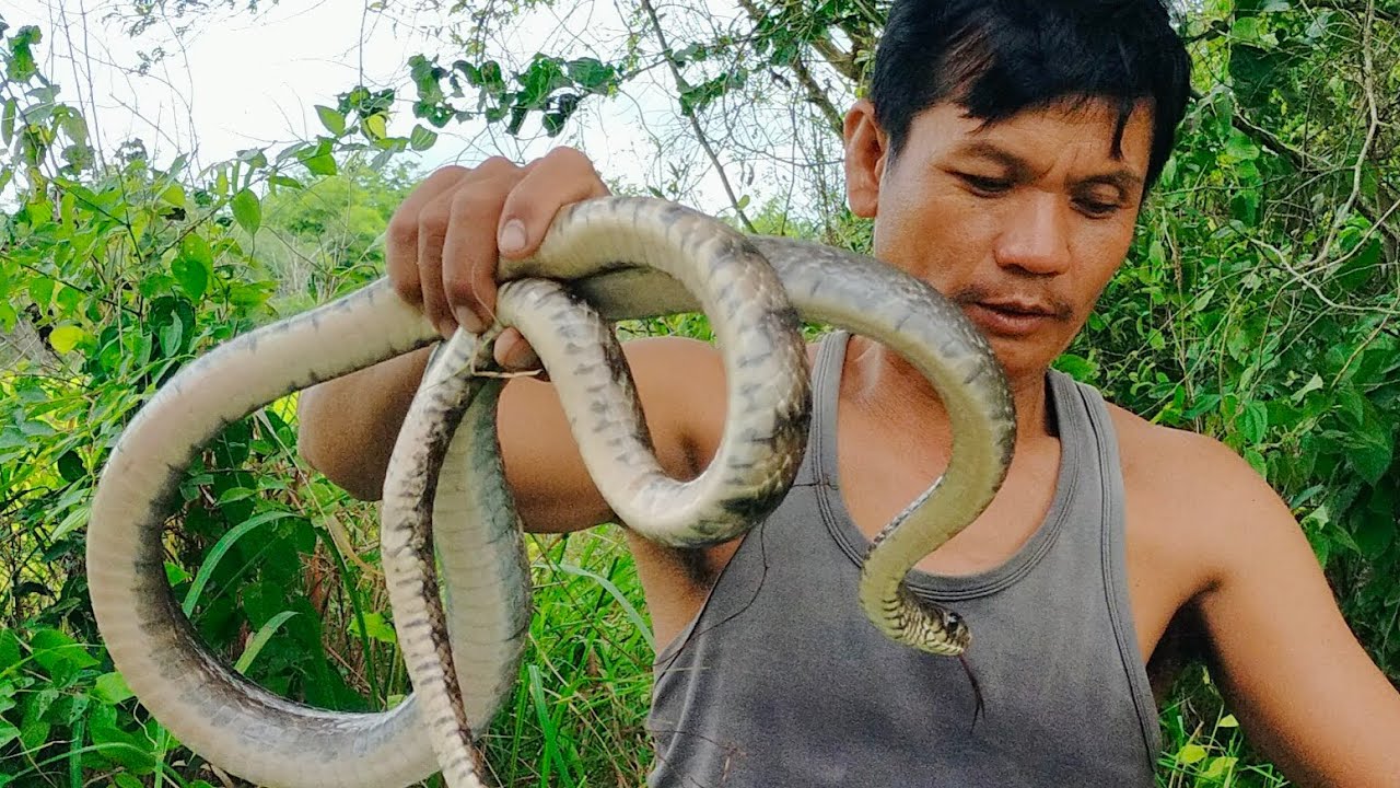 Design a snake trap out of a plastic tube for catching snakes easily ...