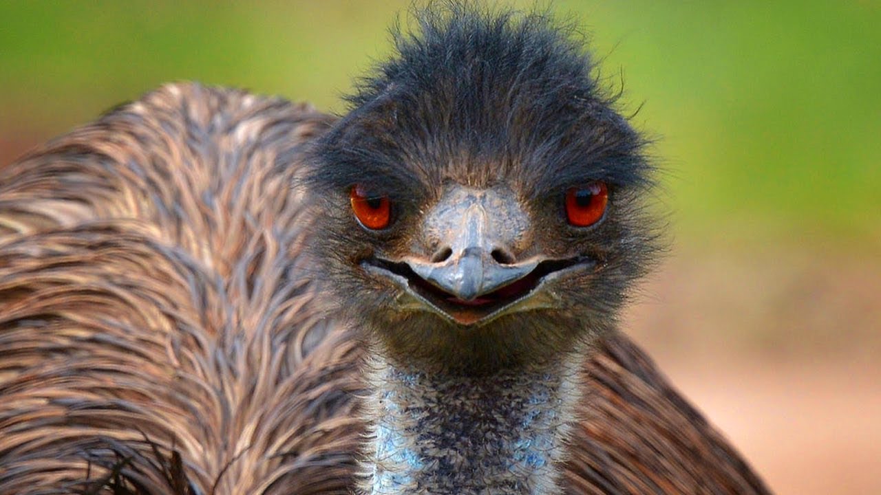 जब EMU ने इंसानों को युद्व में हराया|Interesting facts about emus ...