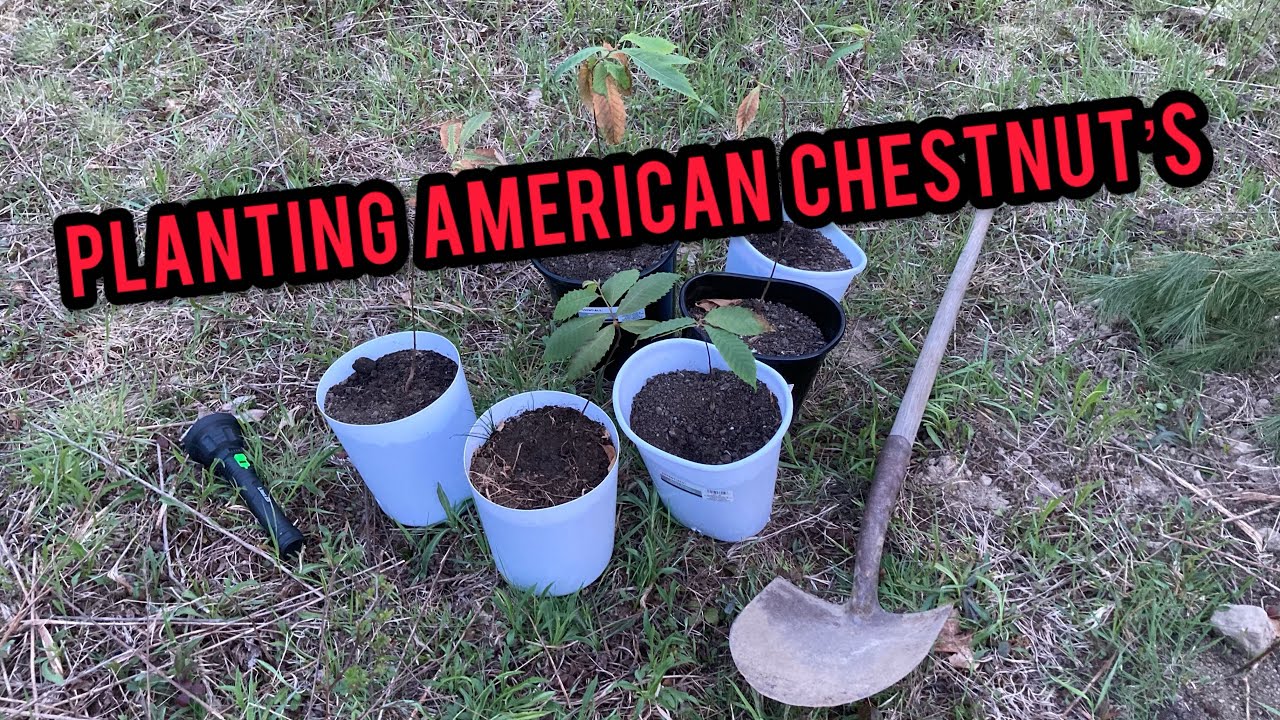 Planting Our Year-Old American Chestnut Trees | Exciting Update on Our ...