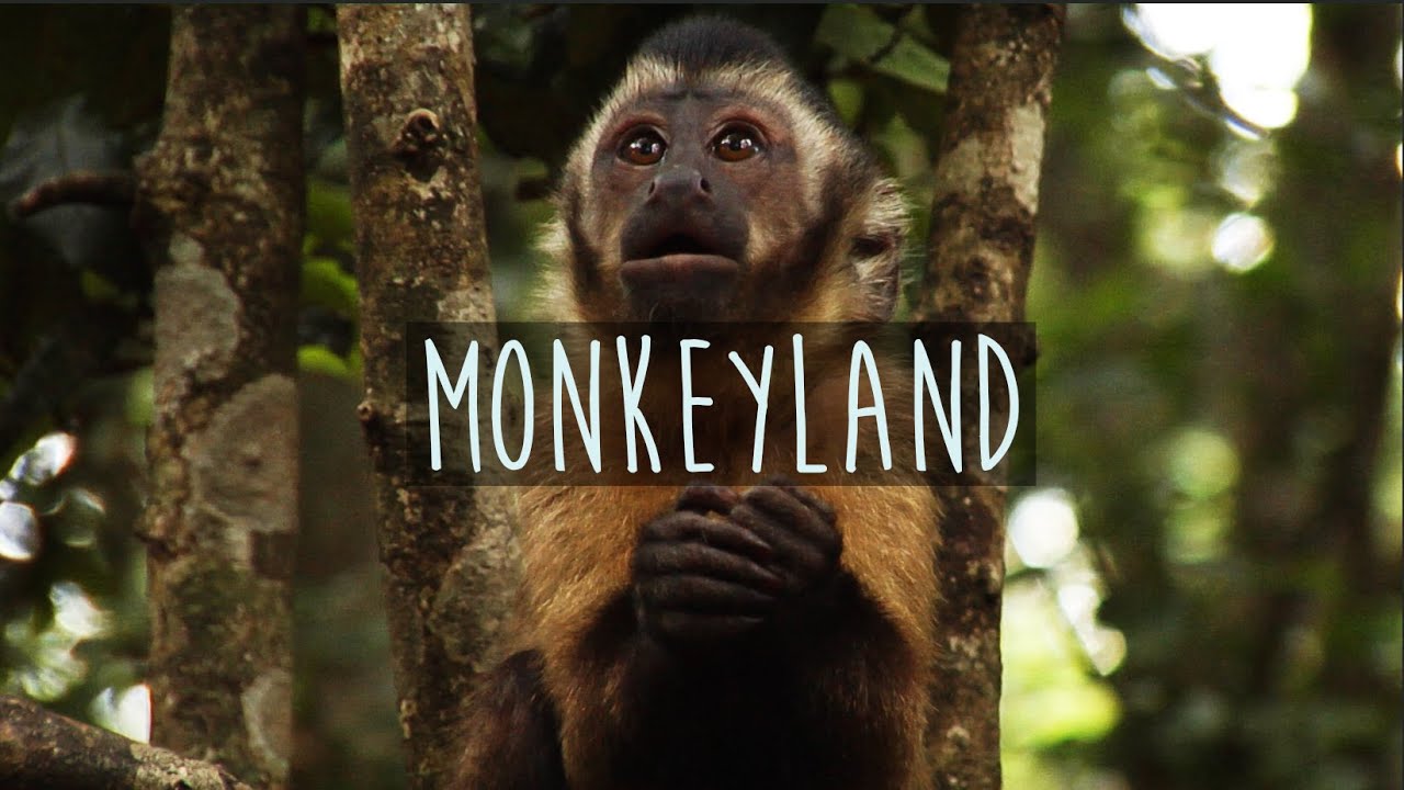 Monkeyland - South Africa - YouTube