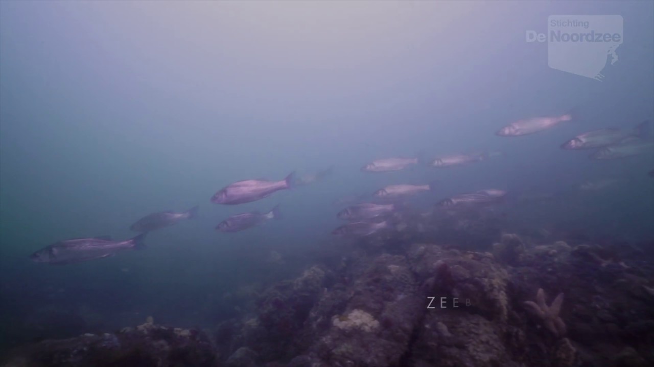 Het Friese Front en de Centrale Oestergronden - YouTube