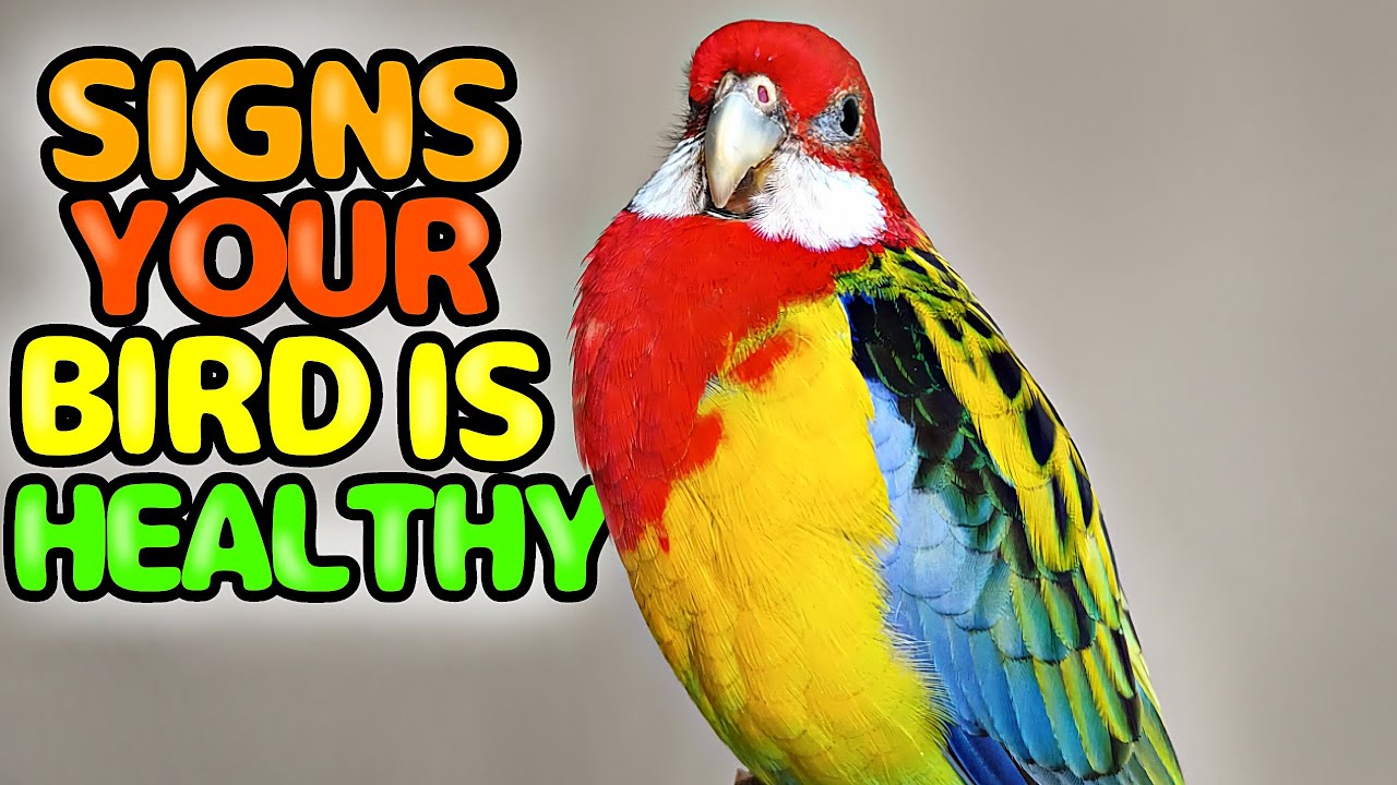 Signs of a healthy bird - YouTube