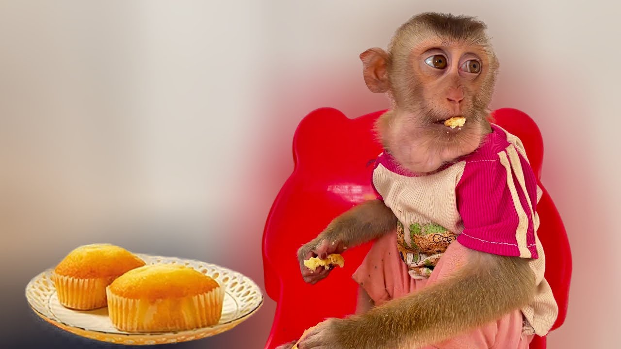Smart monkey Bryan sits on his private chair and eat delicious Egg Tart ...