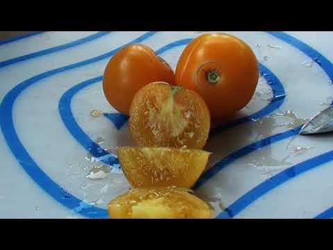 Томат Золотой Король урожайный и полный восторг от вида и вкуса - YouTube