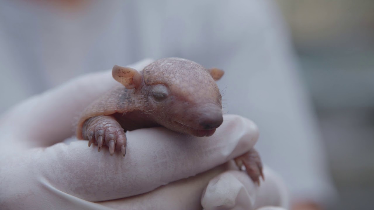 Newborn Armadillo Pictures