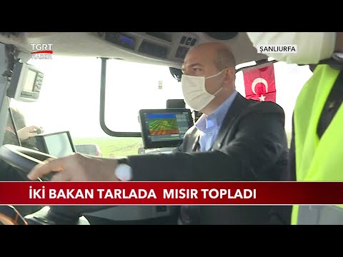 Şanlıurfa'da İki Bakan Tarlada Mısır Topladı