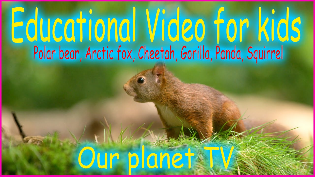 ️ Learning Wild animals - Educational 4K Video for kids - wild Animal ...