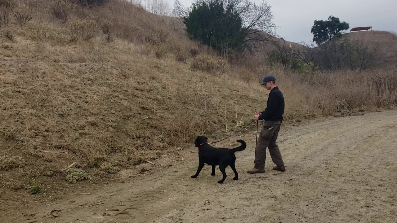 K9 Curly -Field Hunt 1-Minute Delay - YouTube