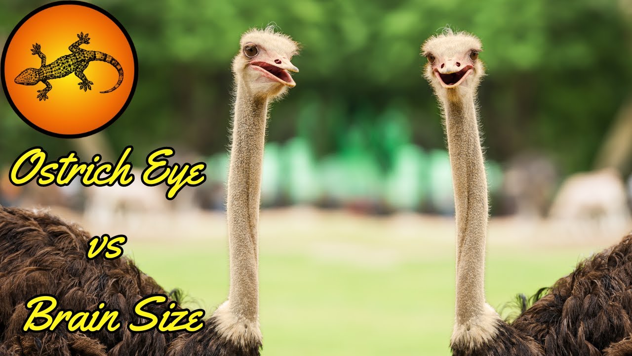 Are Ostriches' Brains Smaller Than Their Eyes? - YouTube
