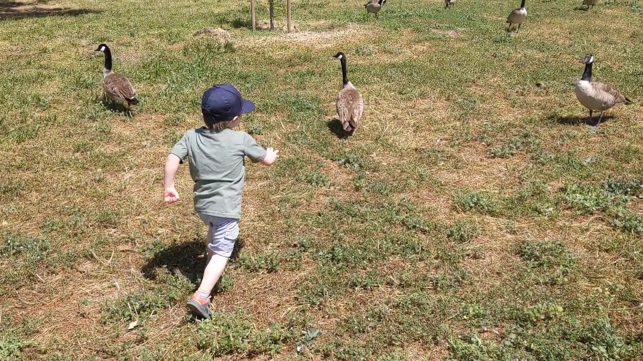 More geese chasing - YouTube