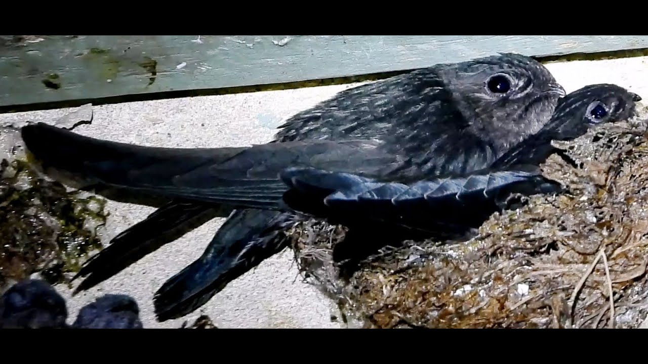 Plume-toed Swiftlets | Bird | Birdwatching | Wildlife | Nature | Port ...