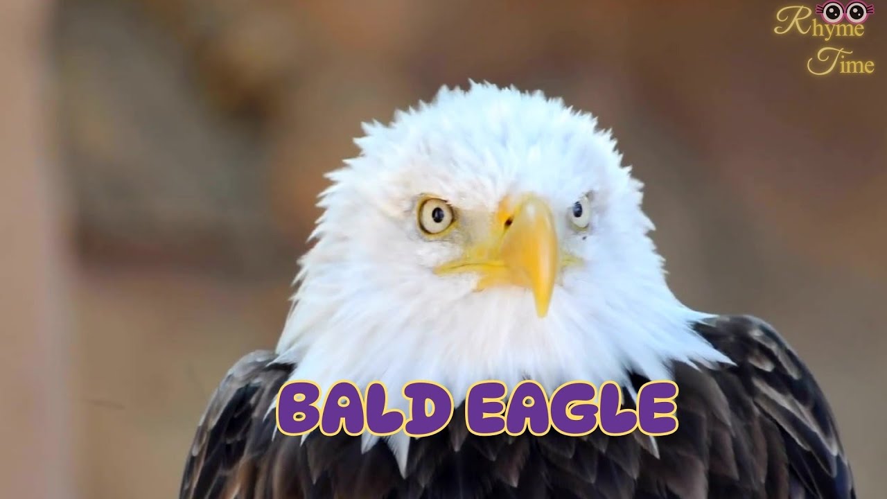 Bald Eagle + Amazing Facts About Bald Eagle + RhymeTime nursery rhymes ...