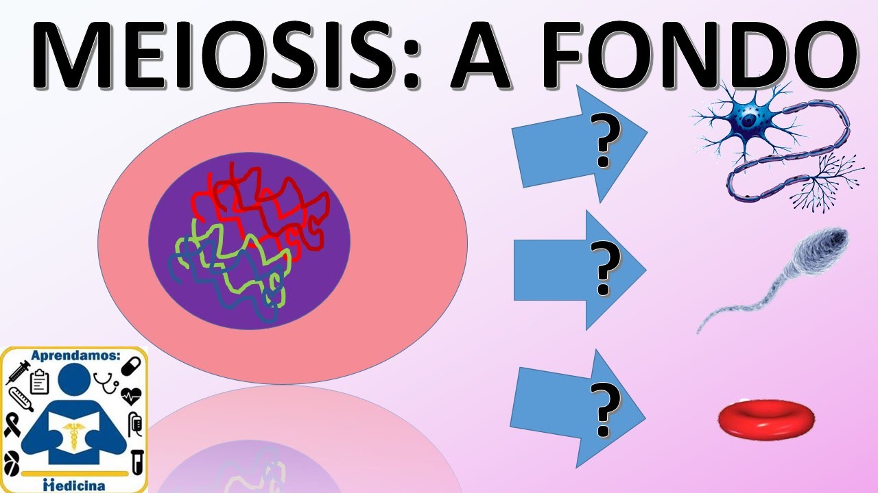 Division Celular: Meiosis - 🌐 división celular: meiosis 🔬 | fases ...