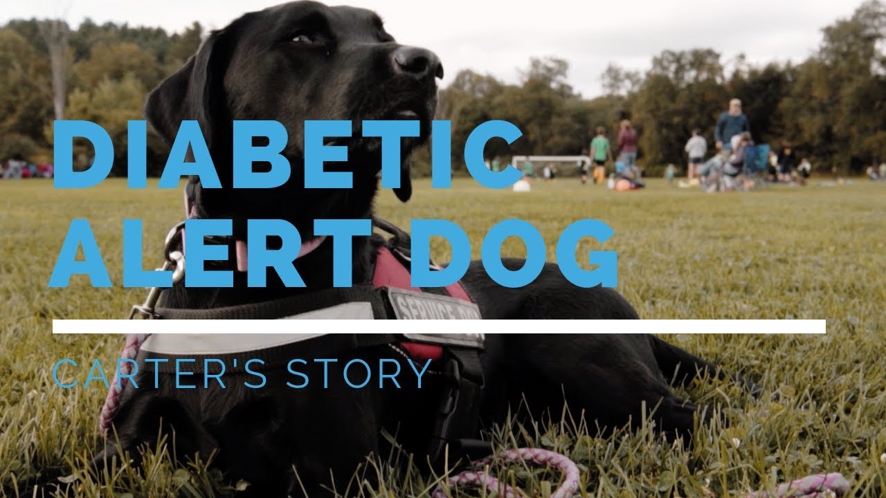 Diabetic Alert Dog Feature: Carter's Story - YouTube