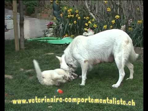 Education maternelle chez la chienne